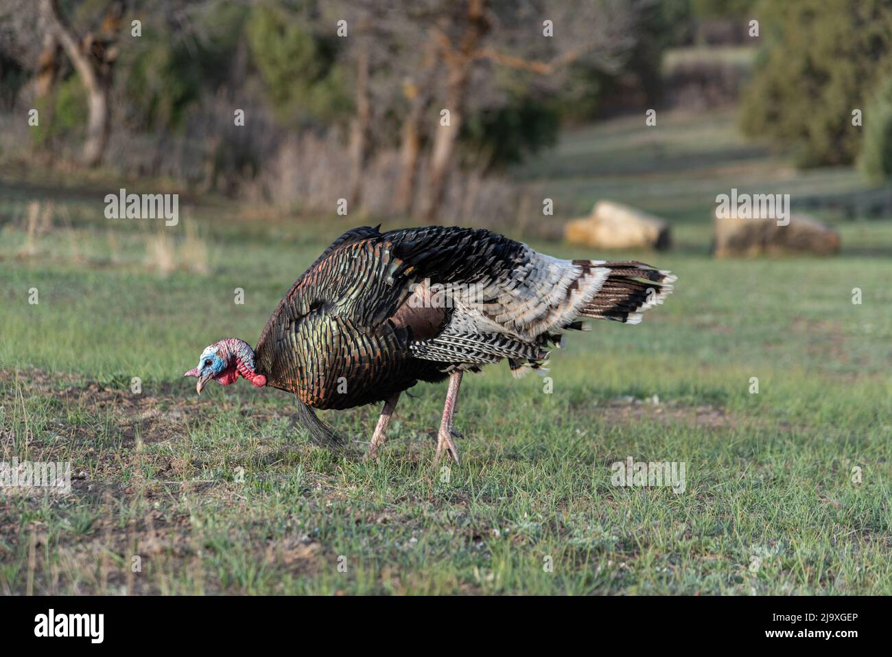 Turkey grass hi-res stock photography and images - Alamy