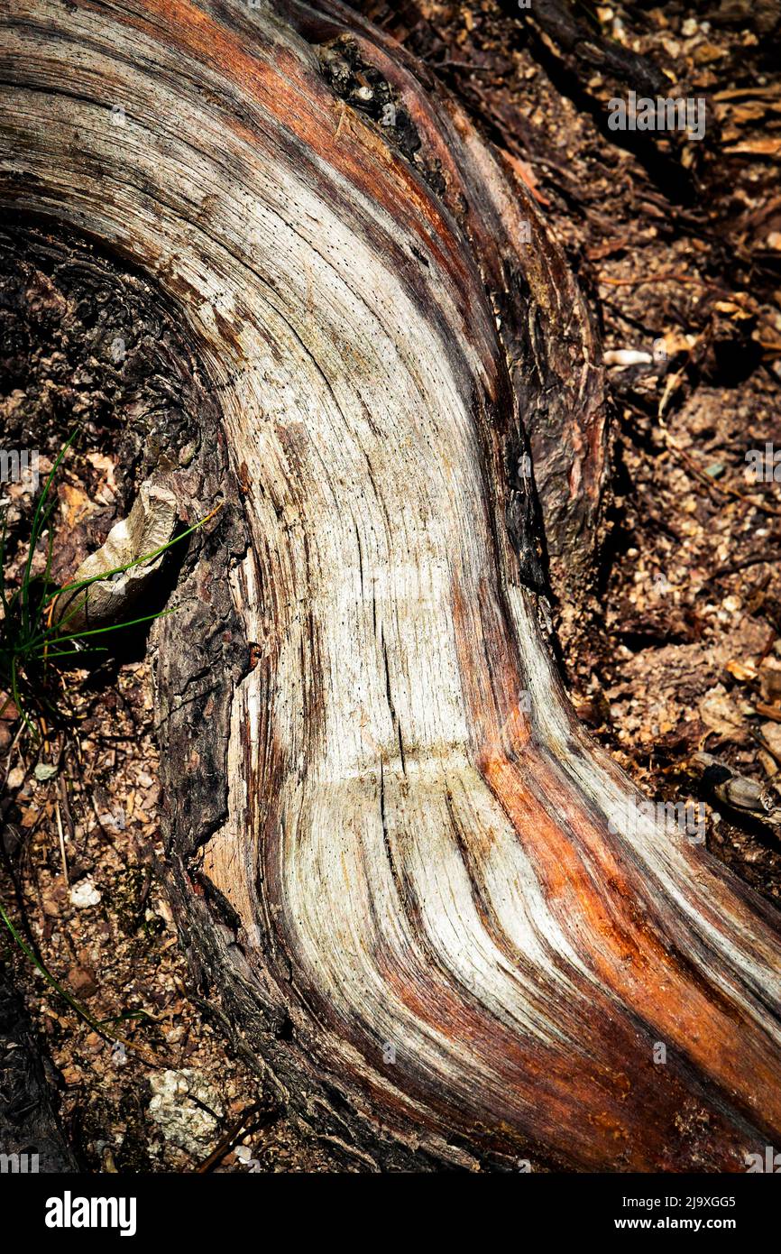 abstract nature background S-shaped curved tree root Stock Photo - Alamy