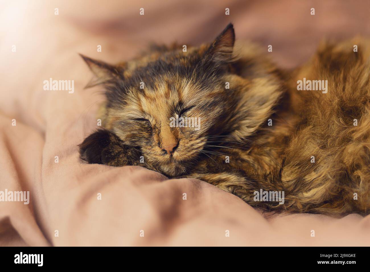 Portrait of fluffy tortoiseshell cat sleeping sweetly on the bed. Soft ...