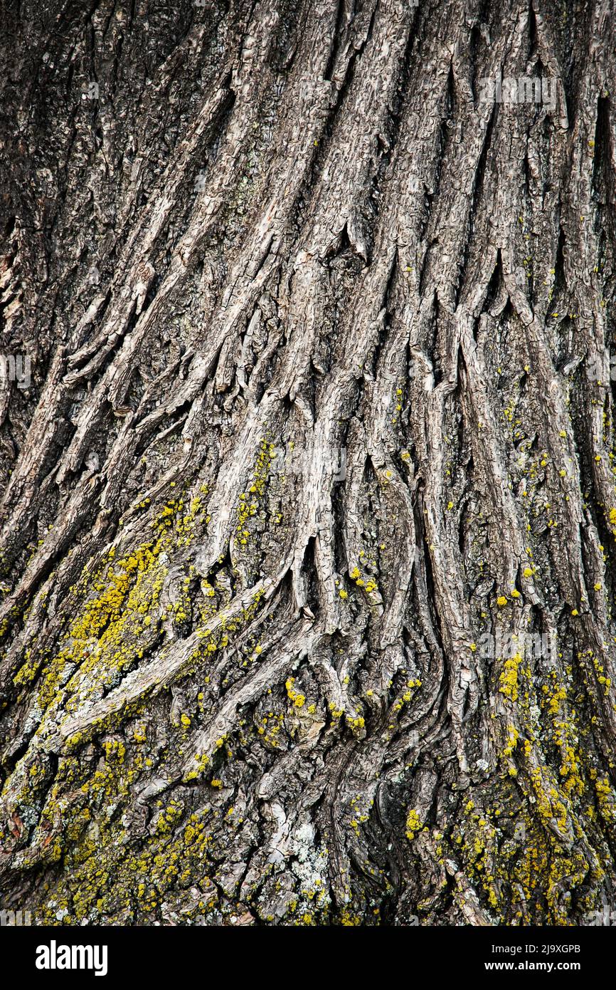 abstract background Structure bark of linden tree Stock Photo - Alamy