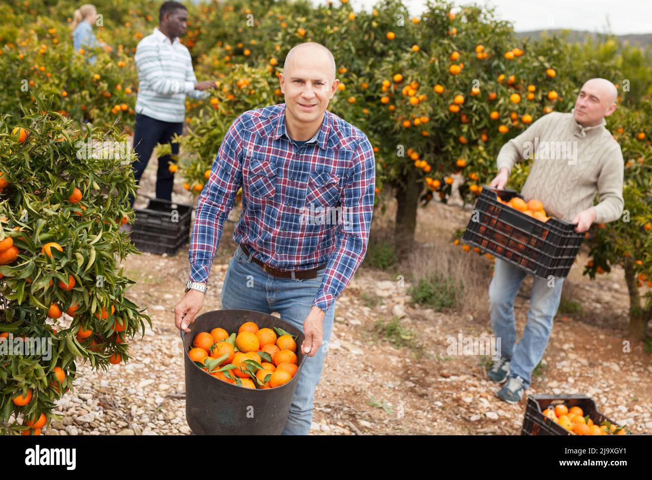Workers picking mandarins in boxes on farm Stock Photo - Alamy