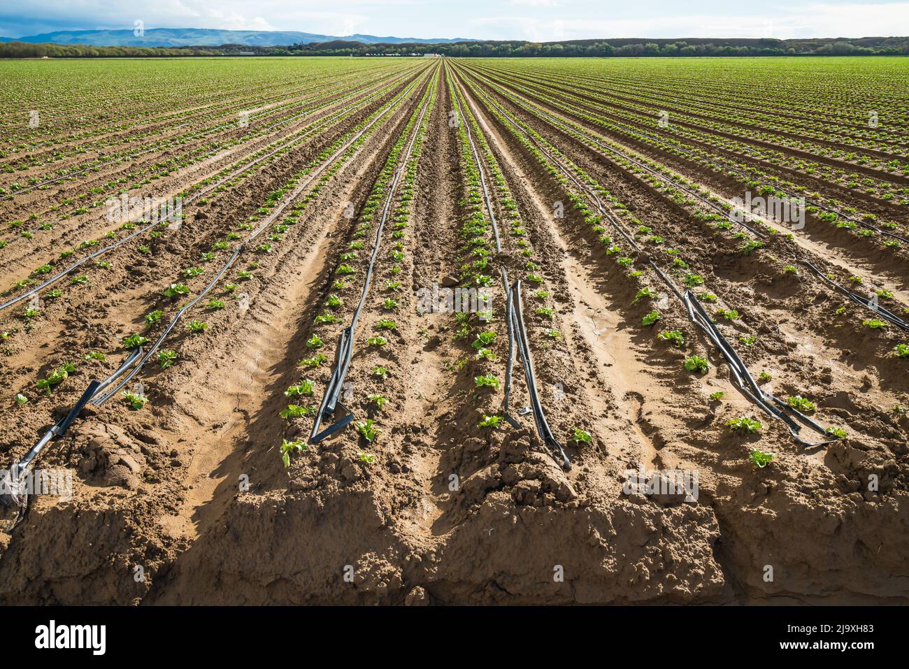 Agricultural field with young plants in a rows, sowing season in early ...