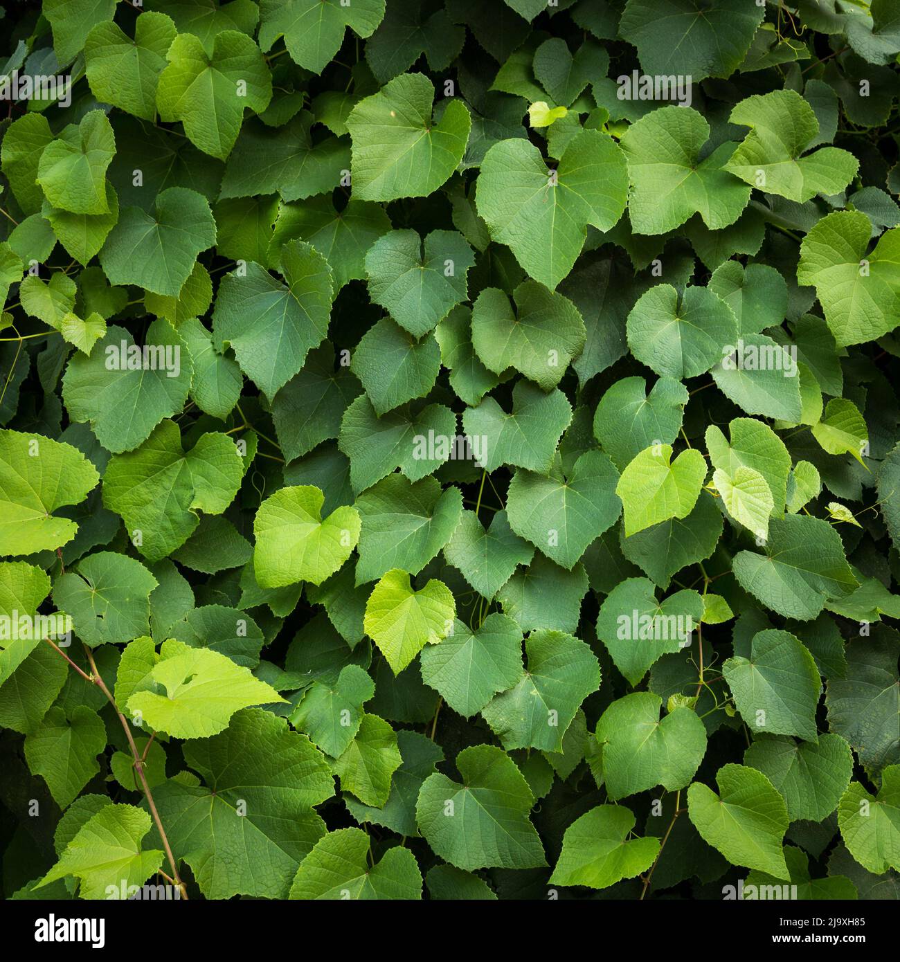 Green leaf background Leaves texture pattern Stock Photo - Alamy