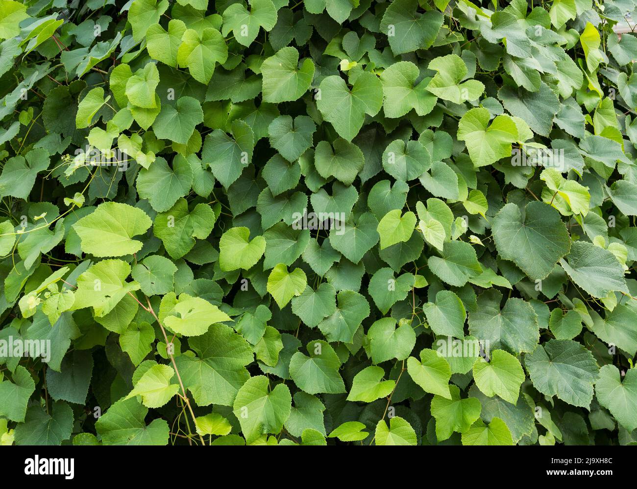 Green leaf background Leaves texture pattern Stock Photo - Alamy