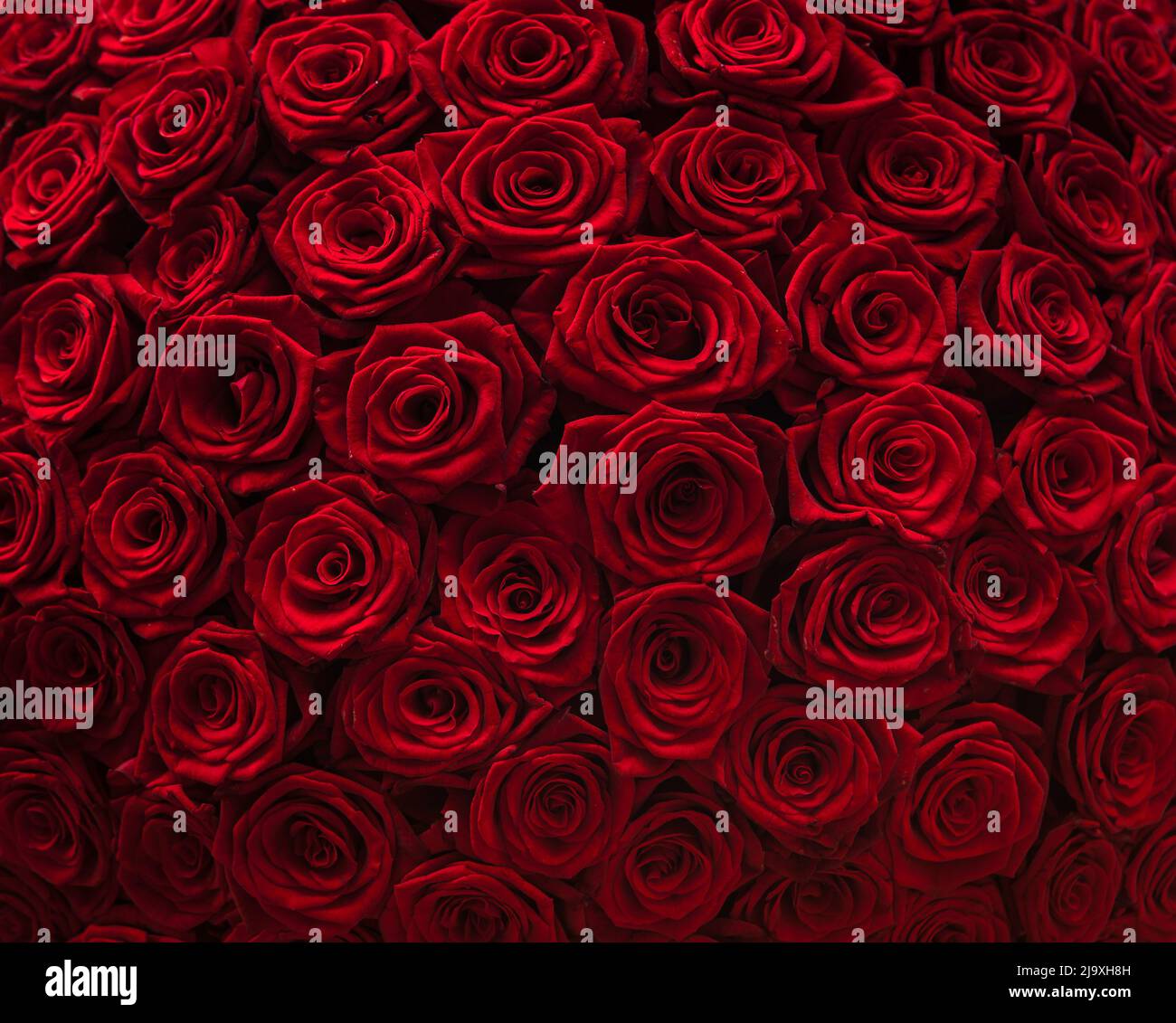 Red natural roses background Stock Photo - Alamy
