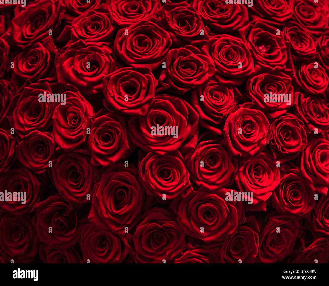 Red natural roses background Stock Photo - Alamy