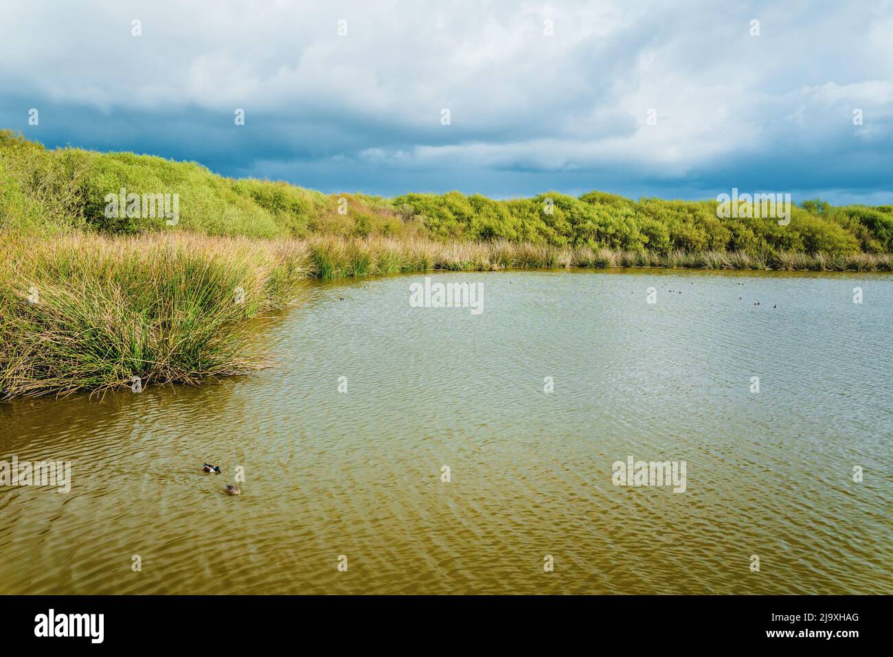 The lake marsh hi-res stock photography and images - Alamy