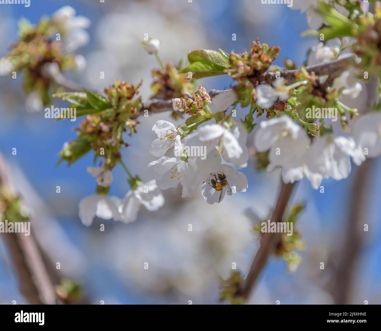 Honey bee missing concept or disappearing bees message sign as an ...