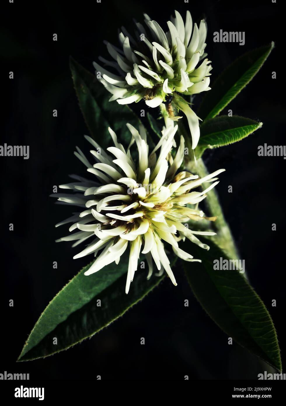 White clover flowers hi-res stock photography and images - Alamy
