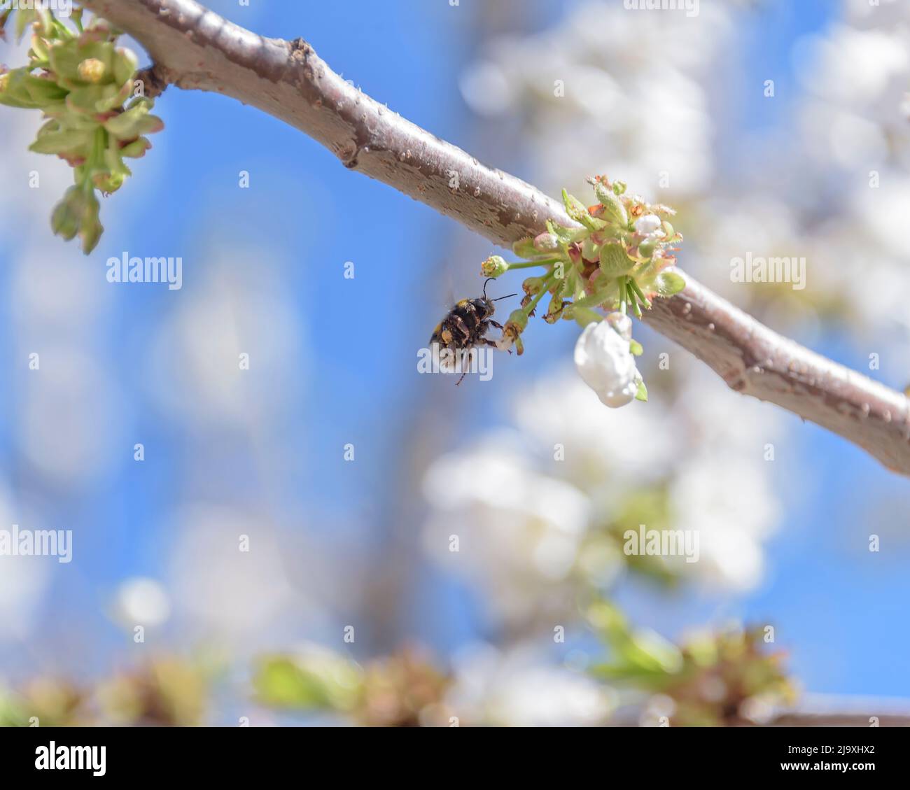 bee in flight on cherry blossom. The problem of the disappearance of ...