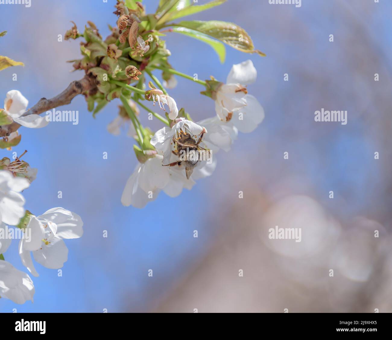 Honey bee missing concept or disappearing bees message sign as an ...