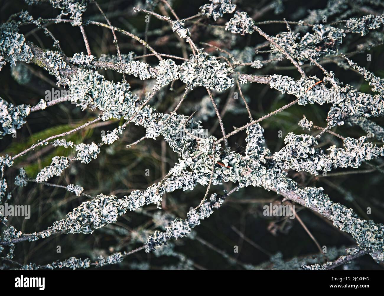 abstract nature background twigs covered with gray moss Stock Photo - Alamy