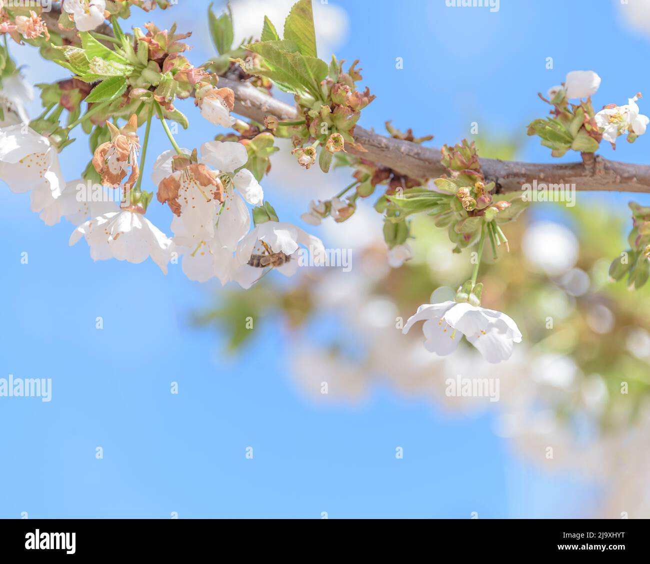 Honey bee missing concept or disappearing bees message sign as an ...