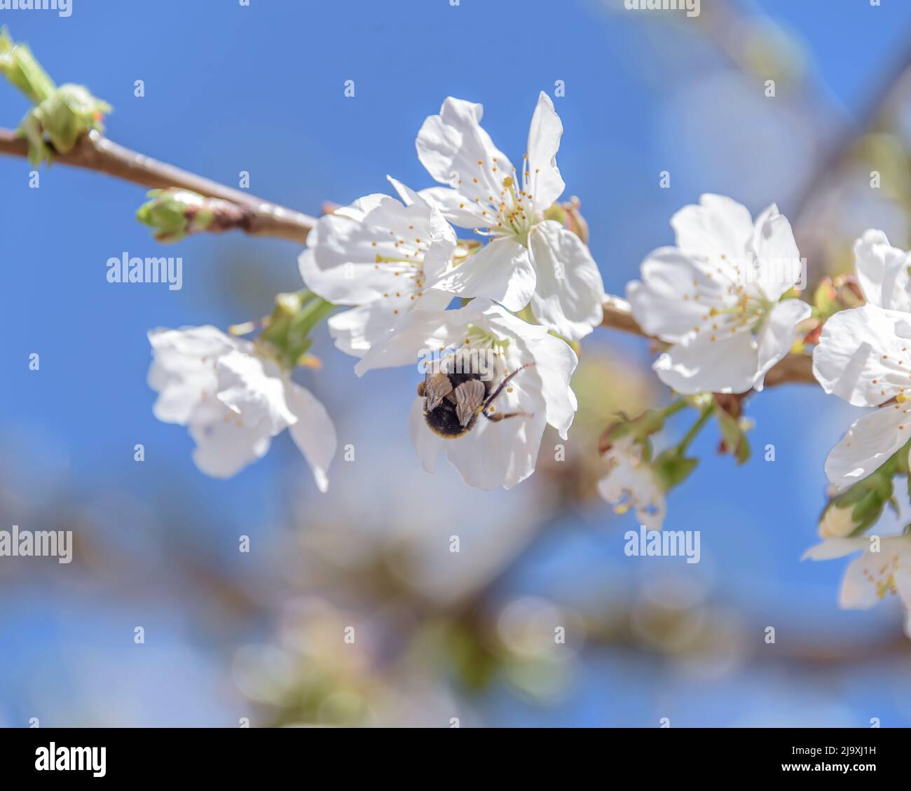 Honey bee missing concept or disappearing bees message sign as an ...