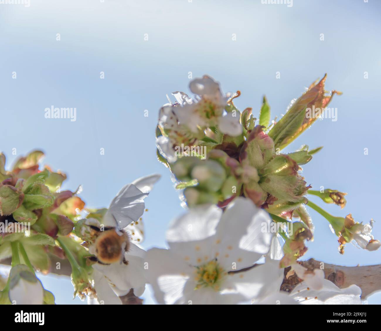 Honey bee missing concept or disappearing bees message sign as an ...