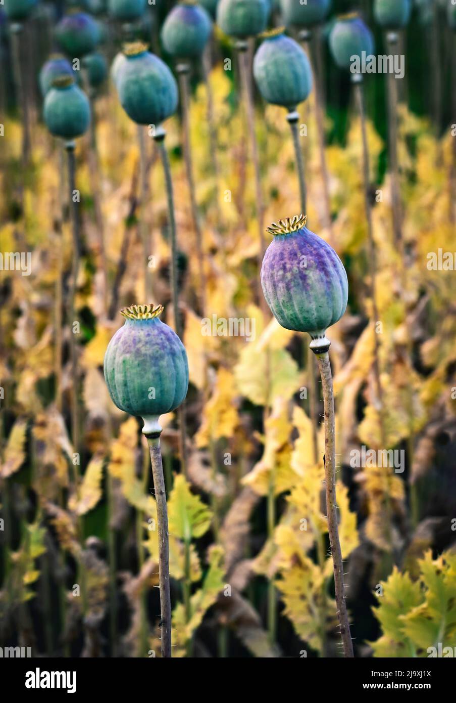 nature seasonal background Two dry poppy heads Stock Photo - Alamy
