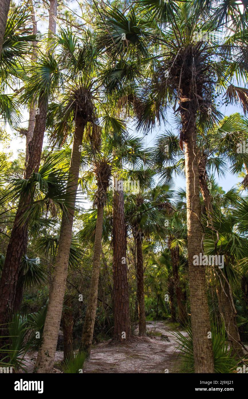 Oxbow eco-center, Fort Pierce, Florida Stock Photo - Alamy