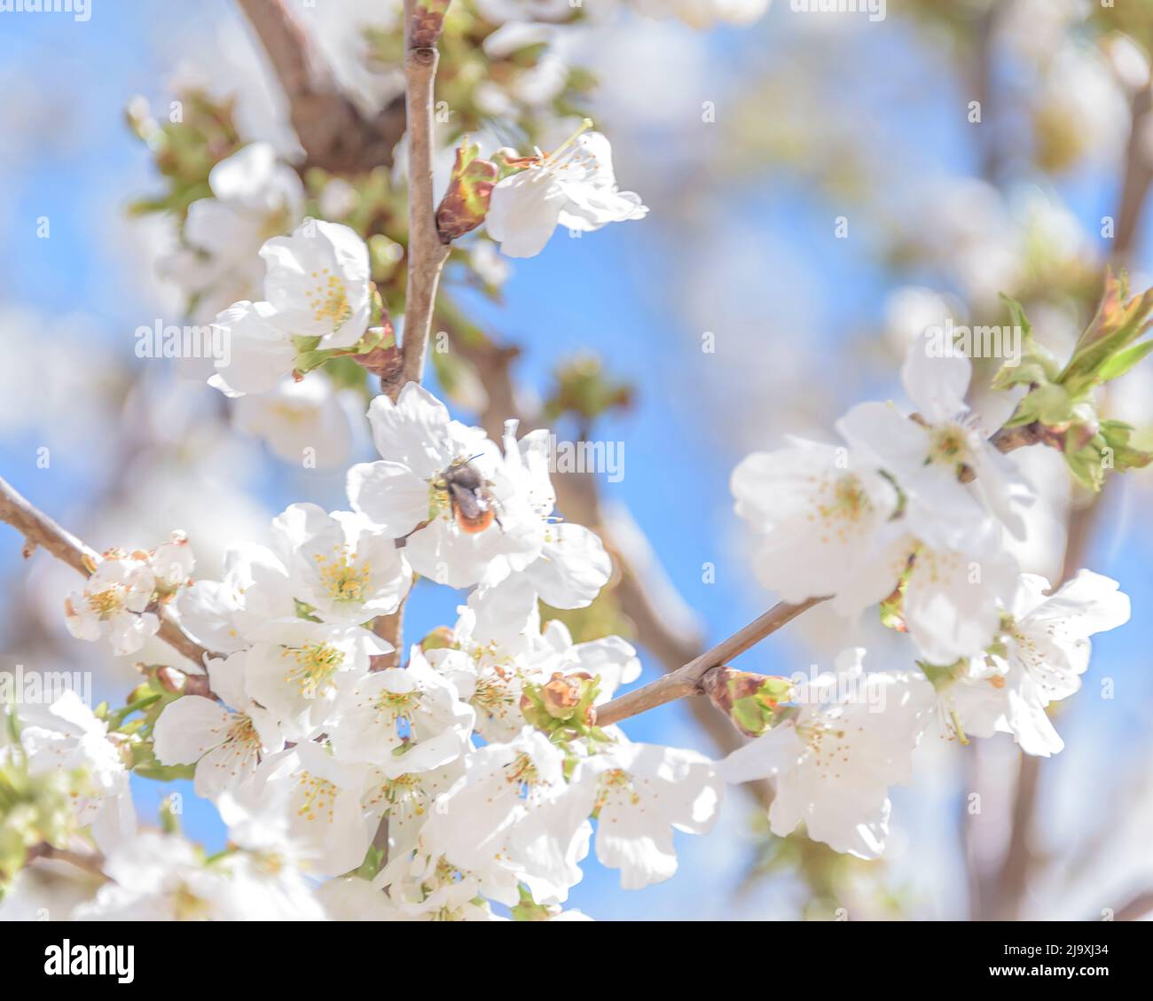 Honey bee missing concept or disappearing bees message sign as an ...