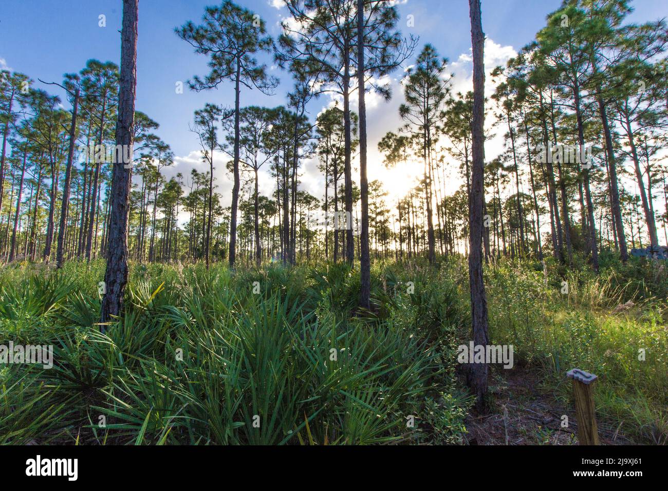 Oxbow eco-center, Fort Pierce, Florida Stock Photo - Alamy