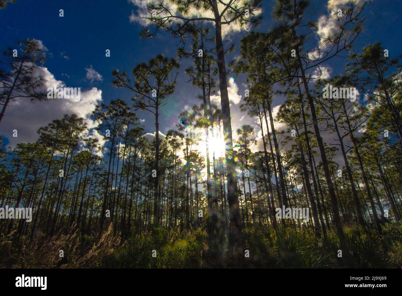 Oxbow eco-center, Fort Pierce, Florida Stock Photo - Alamy Oxbow eco-center, Fort Pierce, Florida Stock Photo - Alamy