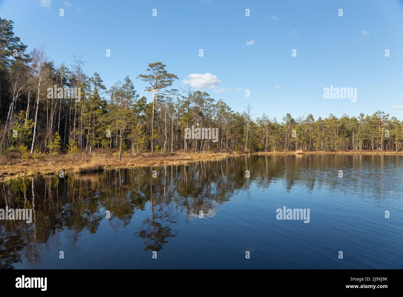 Small swamp lake in the wild pine forest in spring in Belarus. The ...