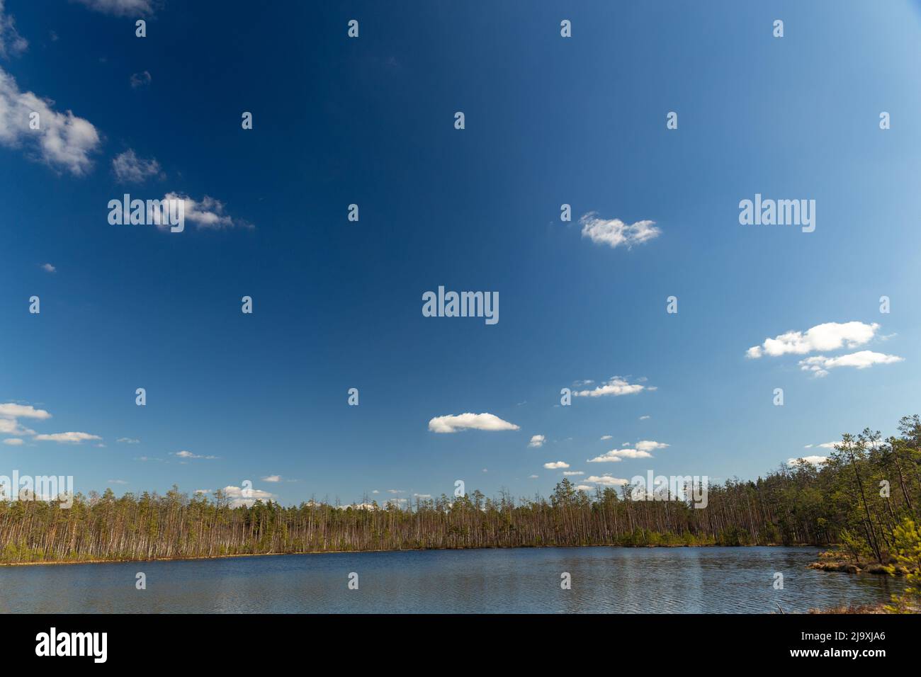 Small swamp lake in the wild pine forest in spring in Belarus. The ...