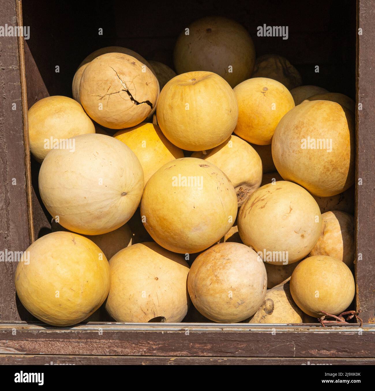 Dry Calabash as gifts for sale on the market of Egypt Stock Photo - Alamy