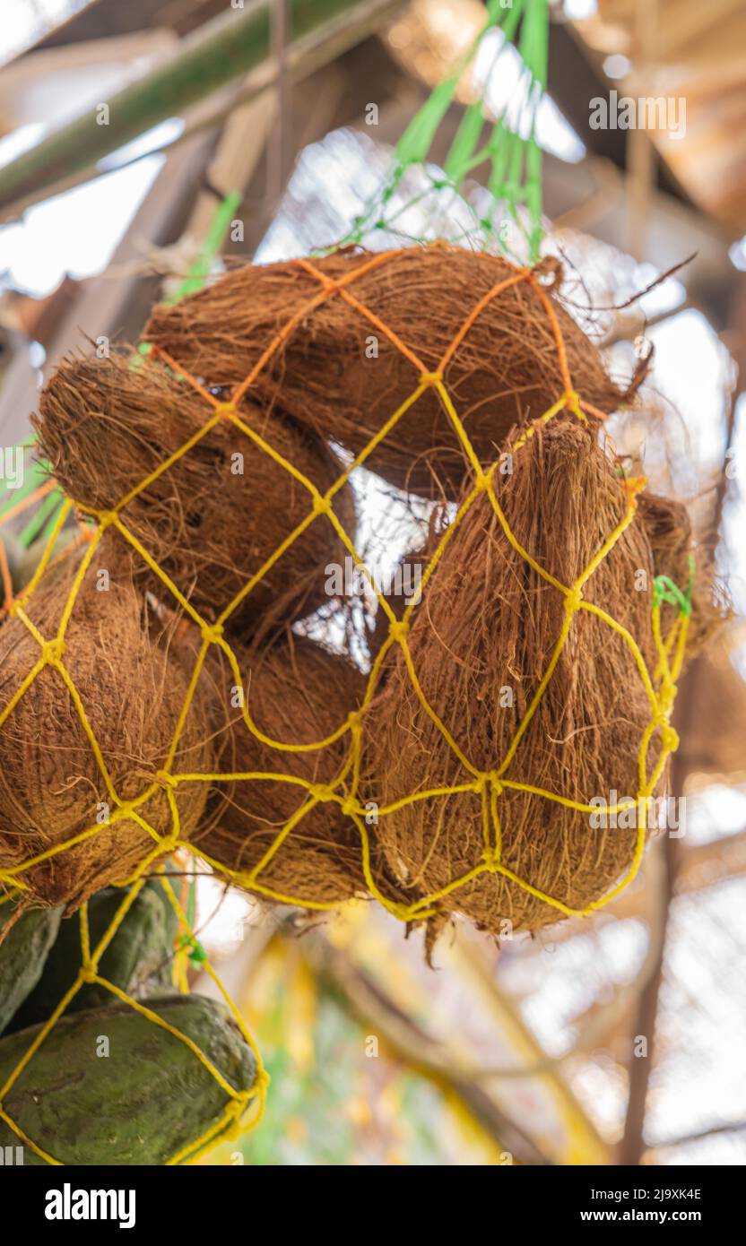 Mini coconuts hi-res stock photography and images - Alamy