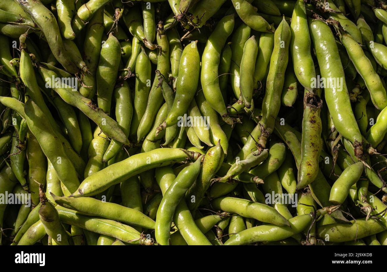 Green fava beans food background Stock Photo - Alamy