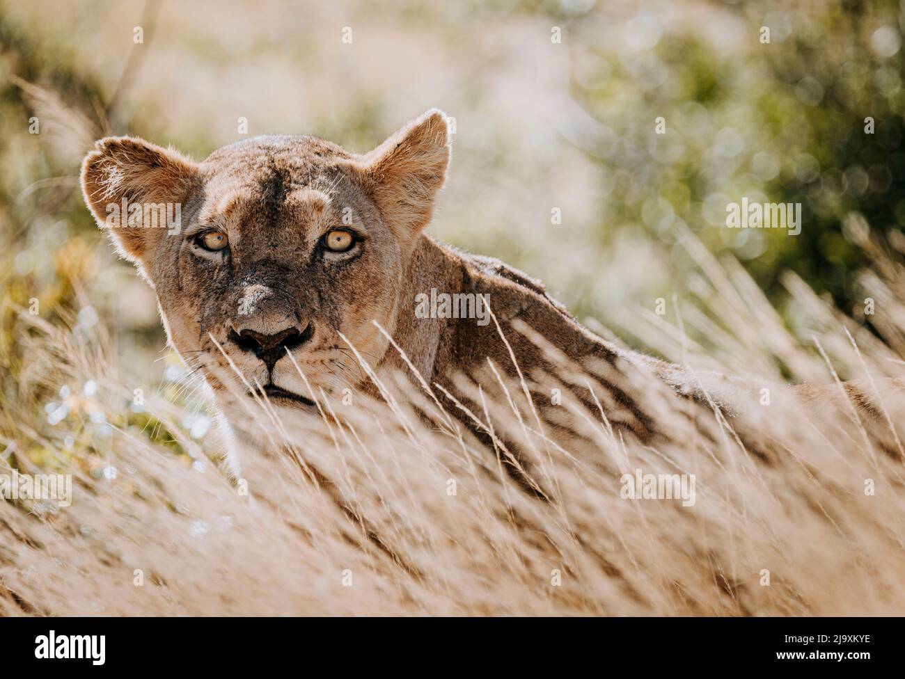 female lion hides in long grass, Kruger National Park, South Africa ...