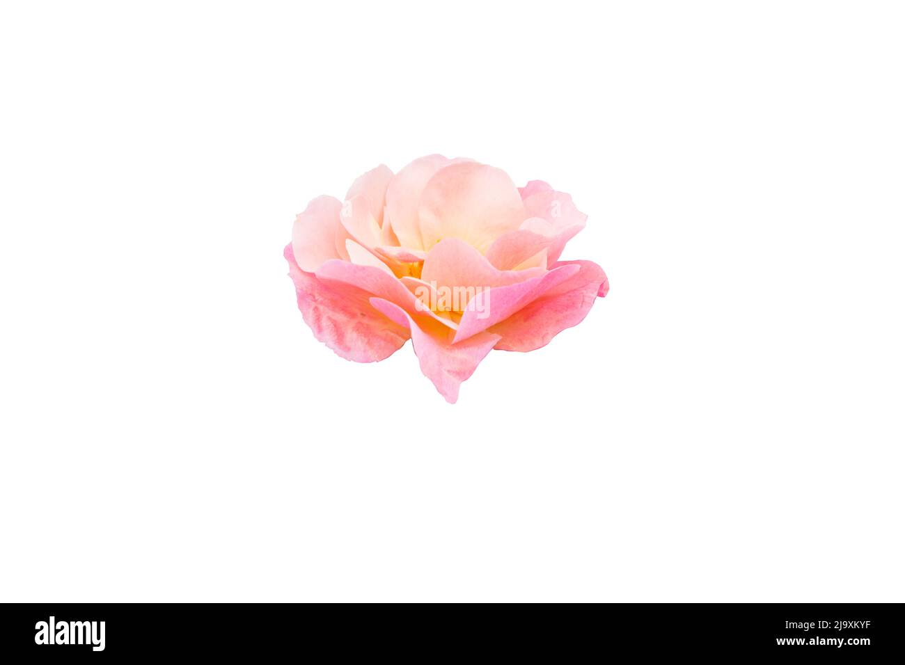 big pink roses flower isolated on white Stock Photo - Alamy