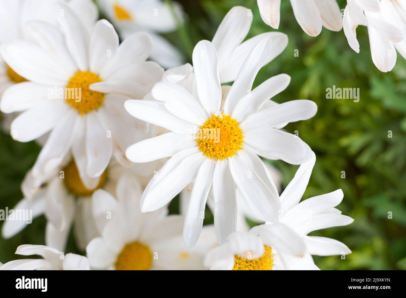 Beautiful daisies that bloom in spring when the sun warms the day Stock ...