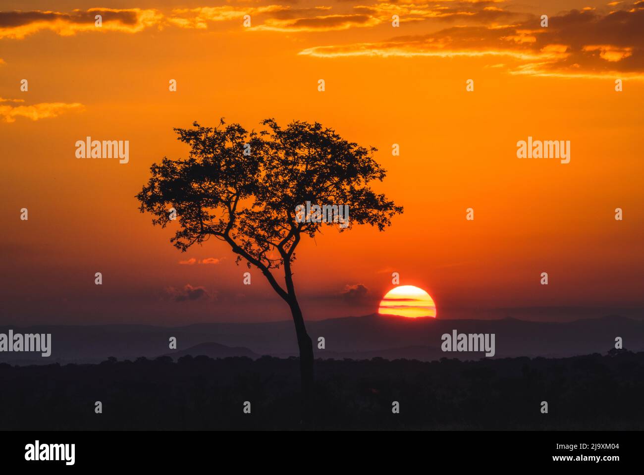 single tree at sunset, Kruger National Park, South Africa Stock Photo ...