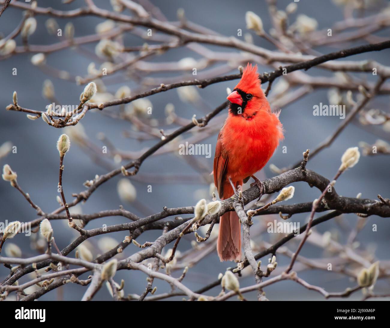 Close up of bright red cardinal bird sitting on tree branch in spring ...