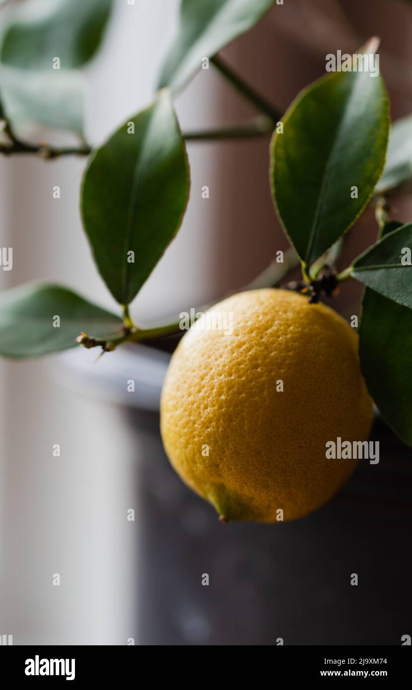 Citrus tree indoors pot hi-res stock photography and images - Alamy