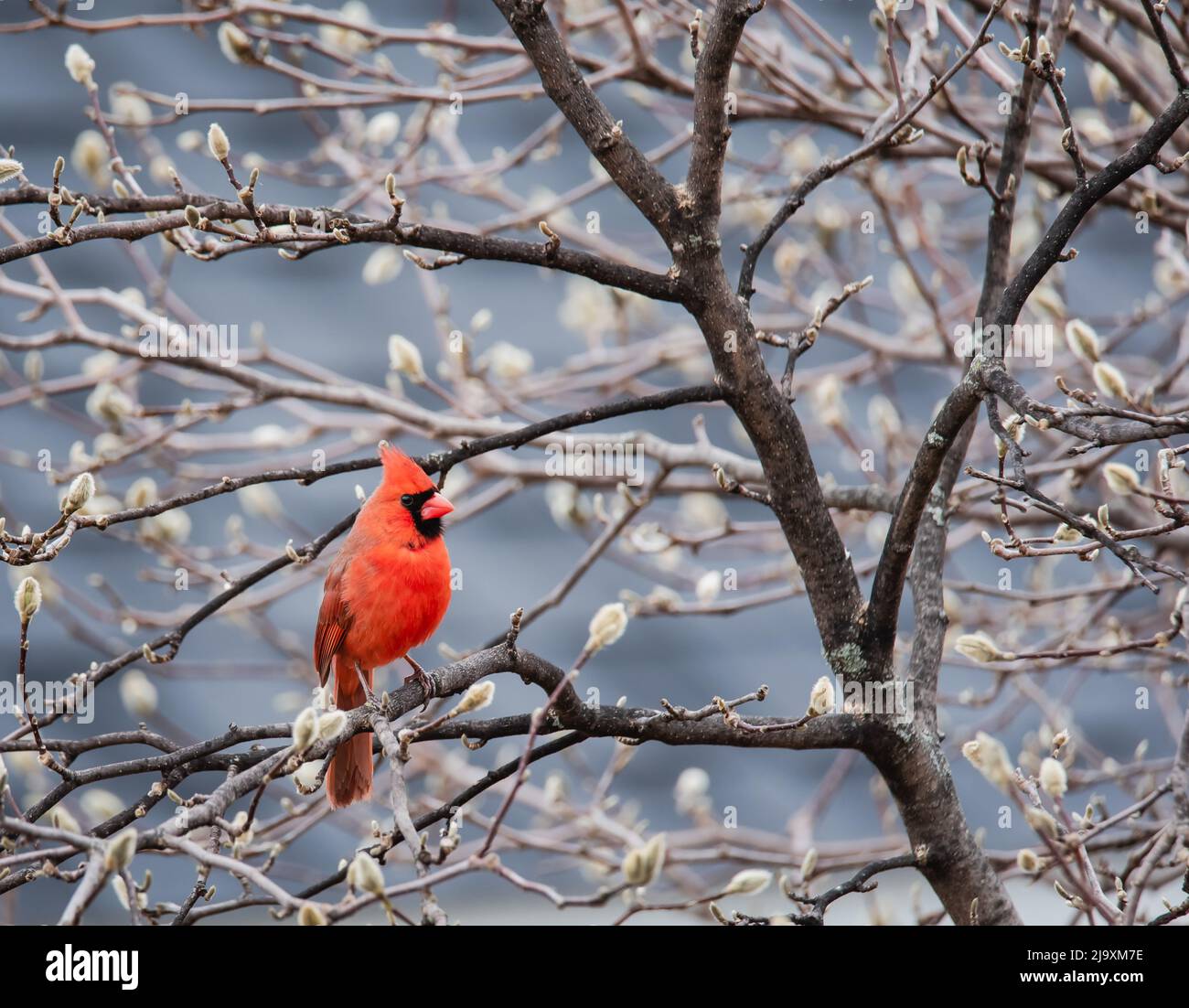 Close up of bright red cardinal bird sitting on tree branch in spring ...