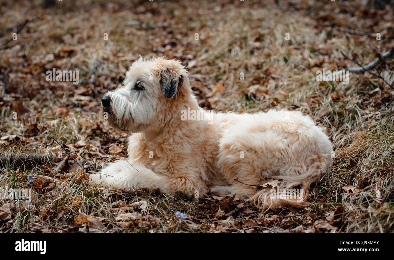 Dog laying in the sun hi-res stock photography and images - Alamy