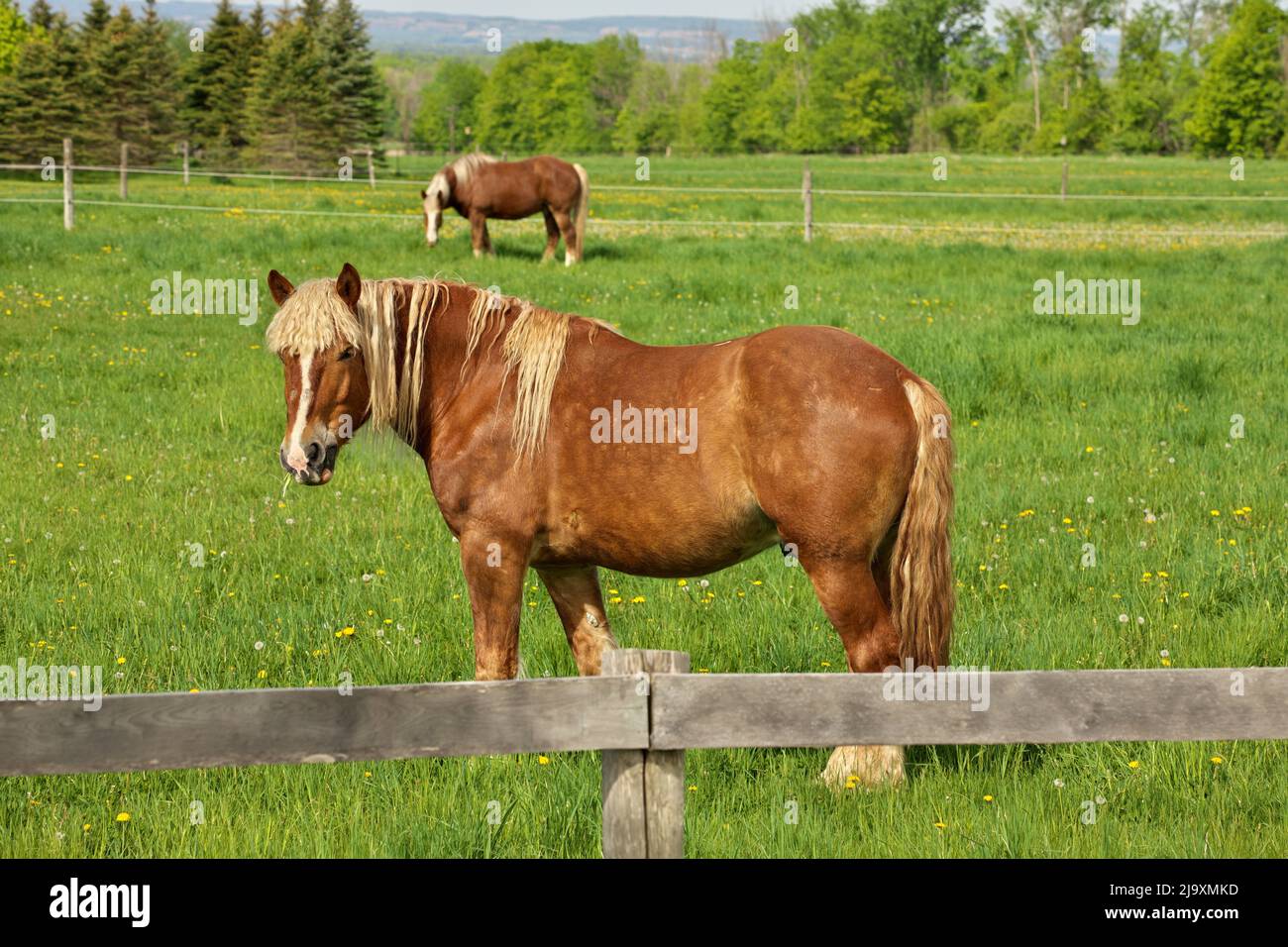 A Male Flaxen Chestnut Horse Stallion Colt Looks Up Towards Camera ...