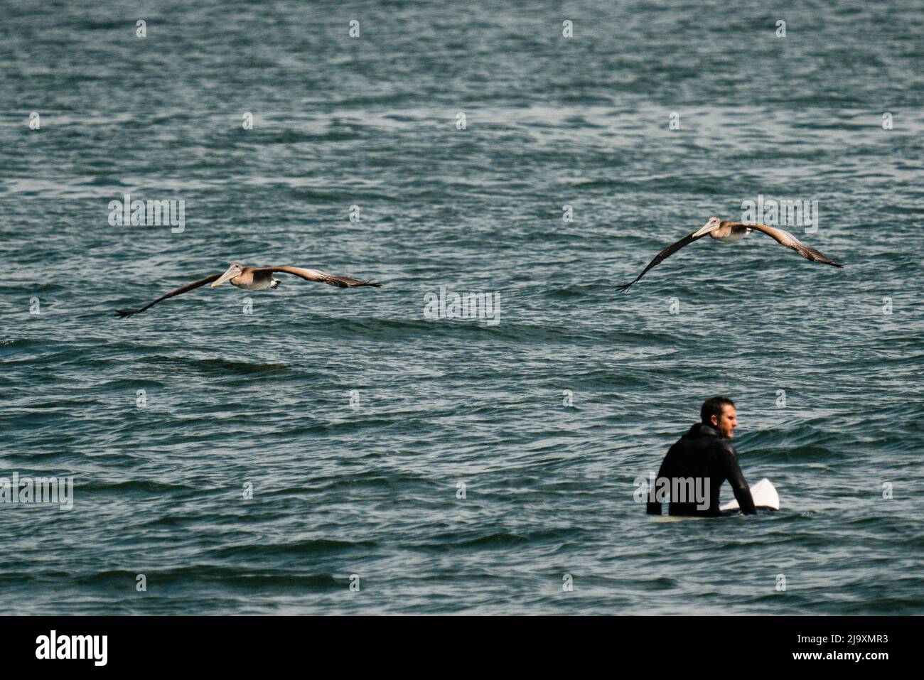 Surfer pelicans hi-res stock photography and images - Alamy