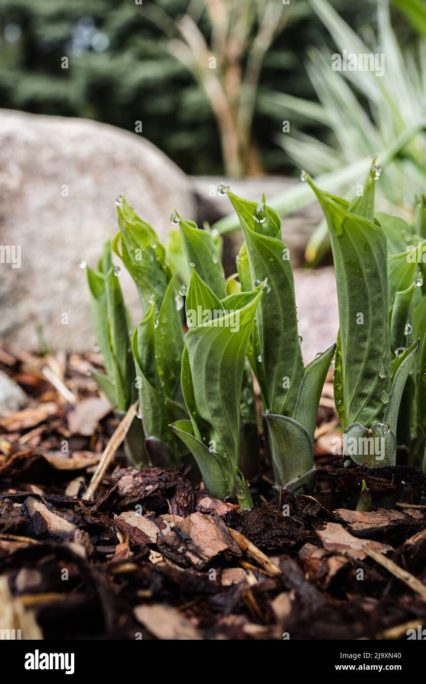 Tree and hostas hi-res stock photography and images - Alamy