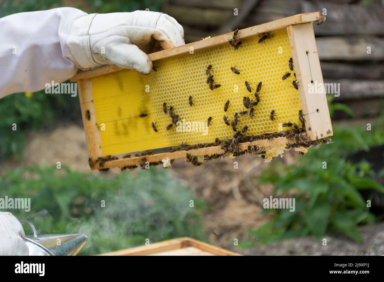 A beekeeper hand in protective gloves holds a honey frame with ...