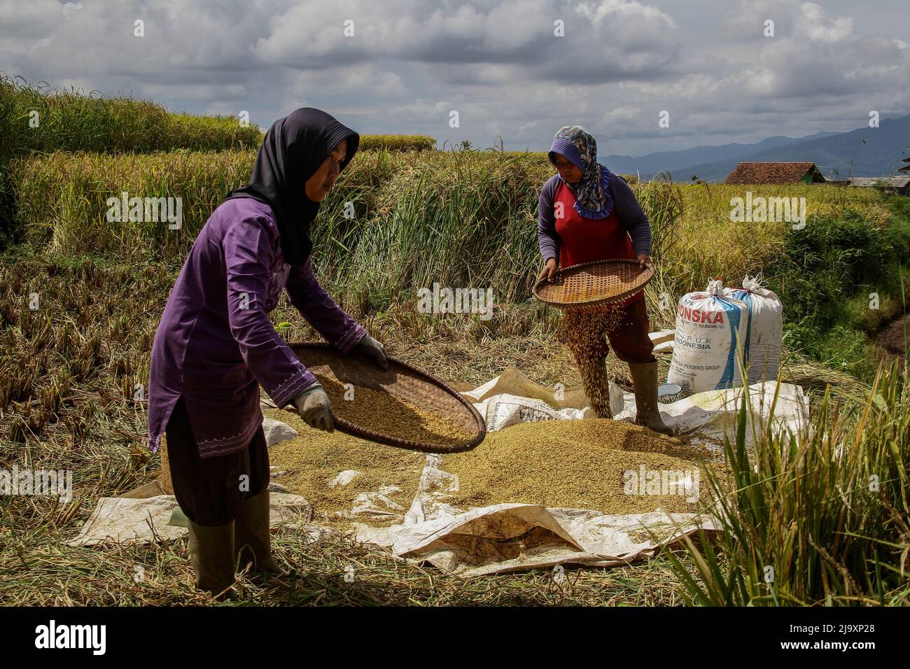 Women use the winnowing traditional method of sorting rice seeds. As the rice harvest season ...