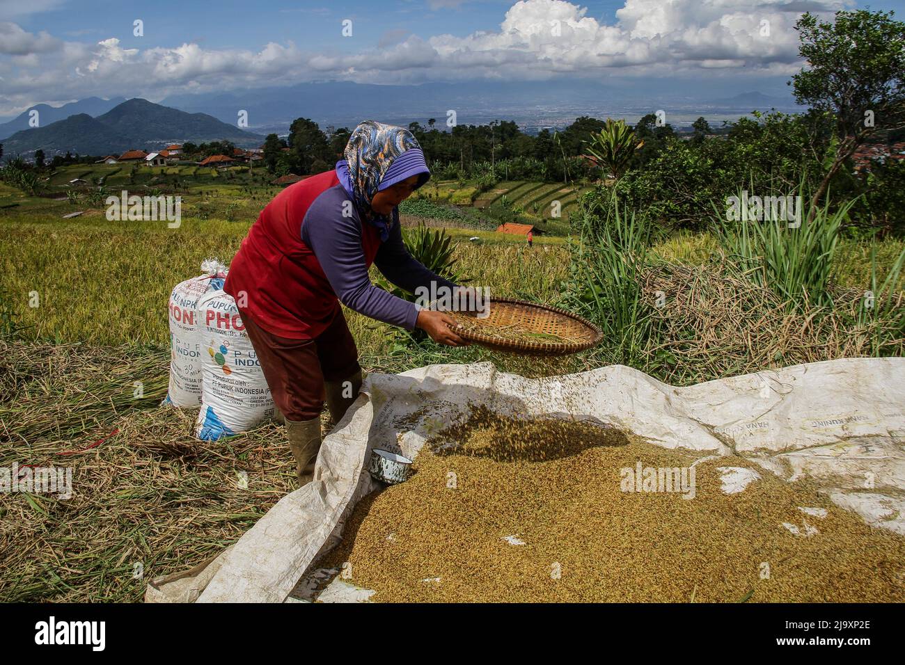 A farmer uses the winnowing traditional method of sorting rice seeds ...