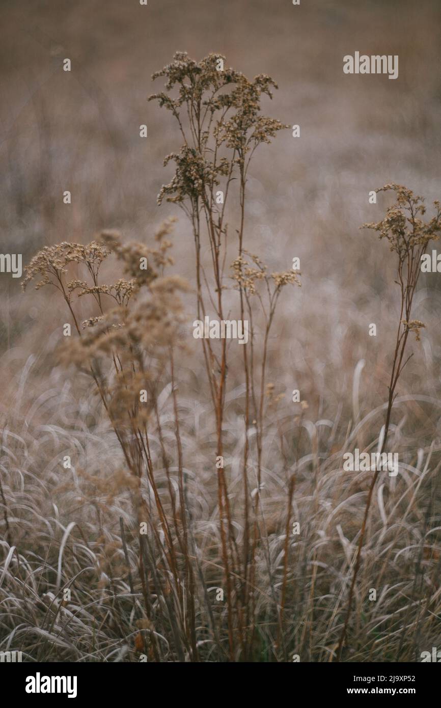 Dried botanical beauty hi-res stock photography and images - Alamy