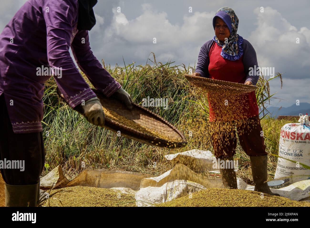 Women use the winnowing traditional method of sorting rice seeds. As the rice harvest season ...