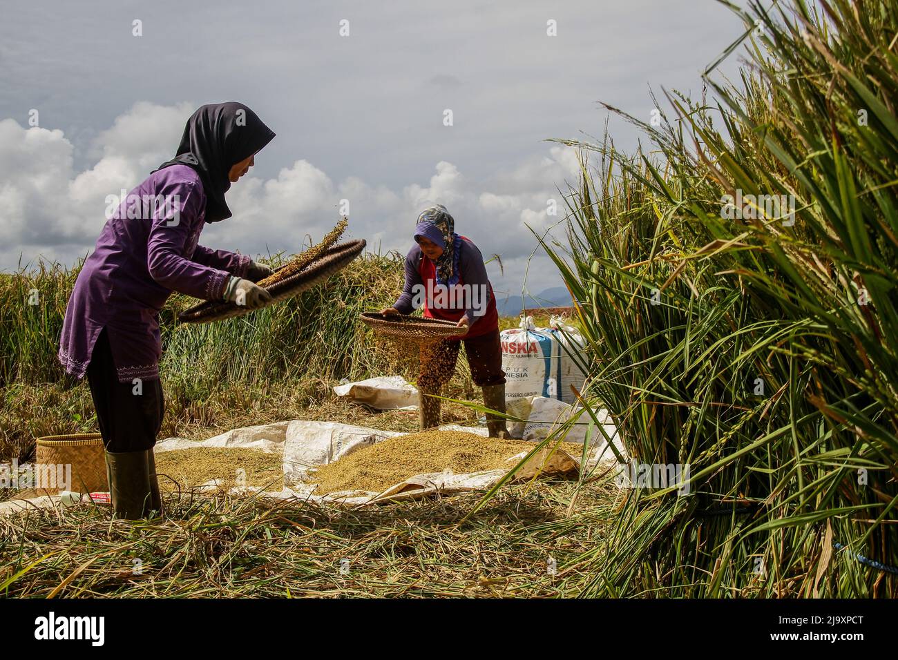 Women use the winnowing traditional method of sorting rice seeds. As the rice harvest season ...