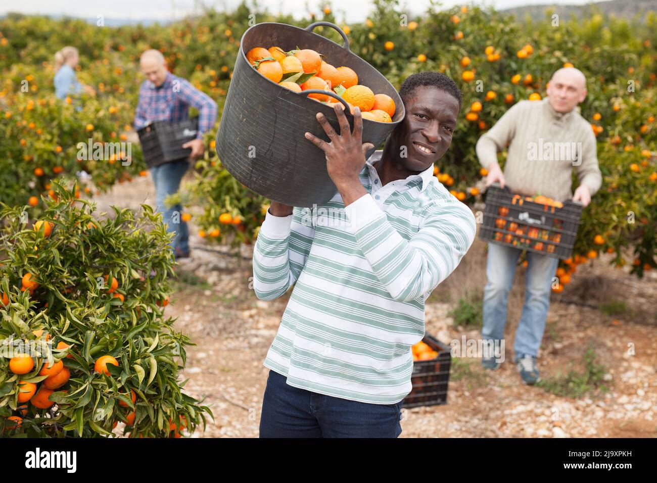 Workers picking mandarins in boxes on farm Stock Photo - Alamy