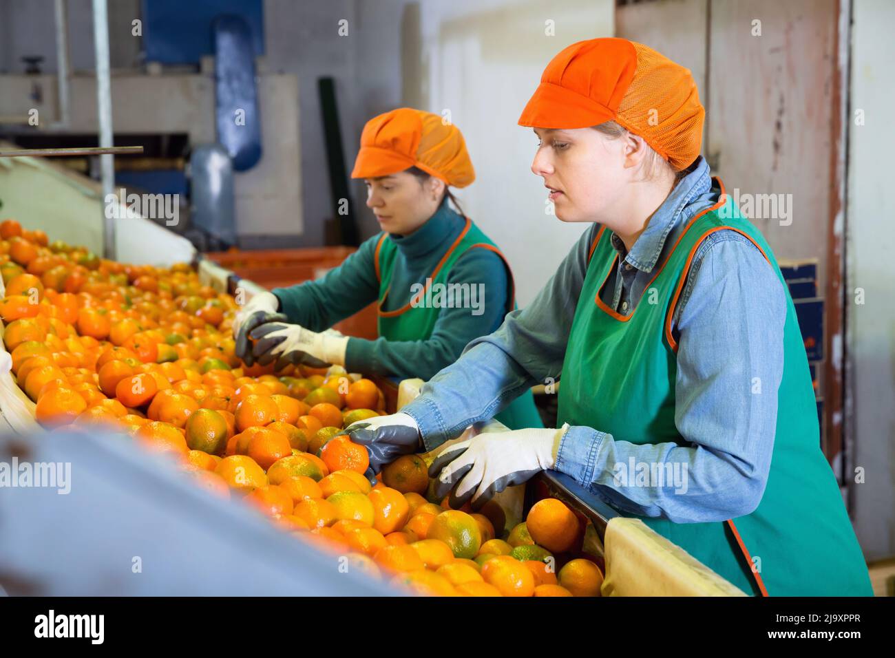 Two female employees in colored uniform sorting fresh ripe mandarins on producing grading line ...