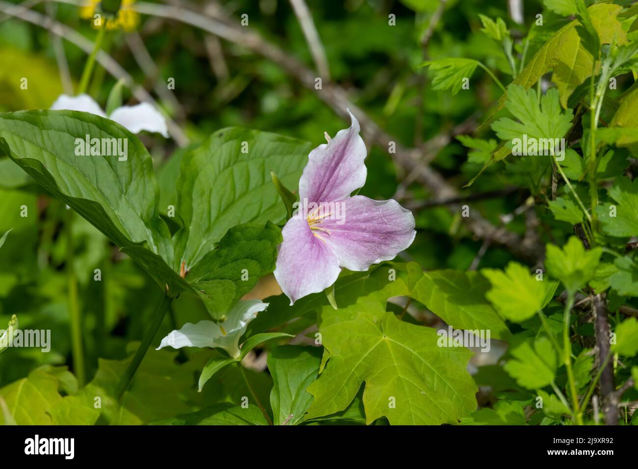 Trillium. A lovely spring woodland flower with three bright white ...