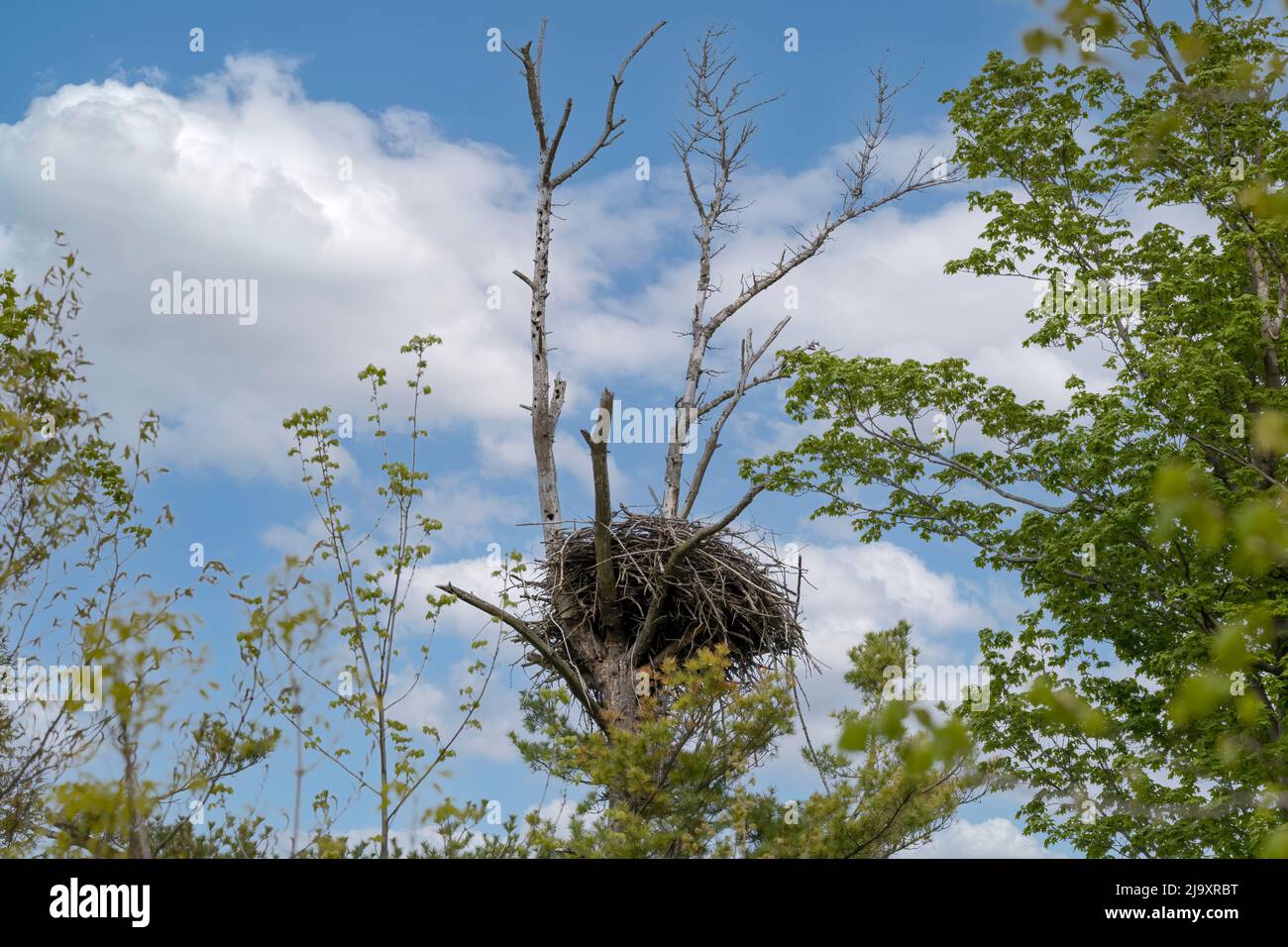 Eagles nesting in tree hi-res stock photography and images - Alamy